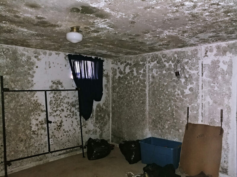 How Harmful is Mold? Do I Need a Mold Inspection? - NoVA Environmental ...